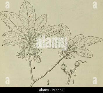 This Japanese botanical work details various tree and shrub species ...