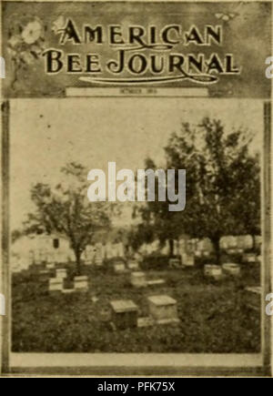 Practical queen rearing Stock Photo - Alamy