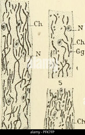 This image from embryology research illustrates the development of the ...