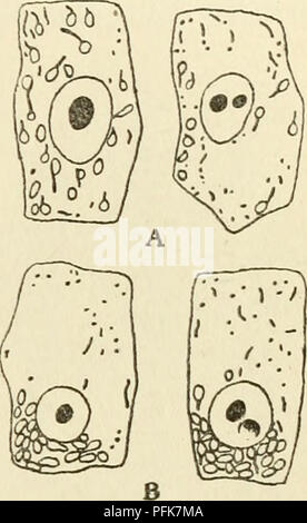 This image illustrates plant cell structure, focusing on plastids and ...