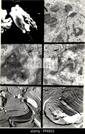 Nuclear Polyhedrosis Virus Stock Photo - Alamy