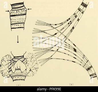 Microscopic observation and analysis of the chromosomes, Biology and ...