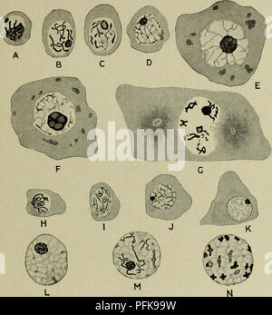 This work examines the process of spermatogenesis in decapod ...
