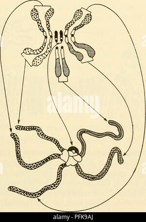 . Cytology. Cytology. Figure 5-4. Schematic Representation of ...