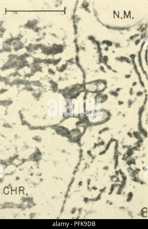 Salivary gland, light micrograph Stock Photo - Alamy