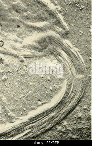 Peritrichous Bacteria anatomy Stock Photo - Alamy