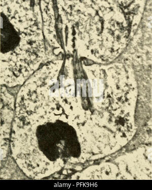 Spermatogenesis, light micrograph Stock Photo - Alamy