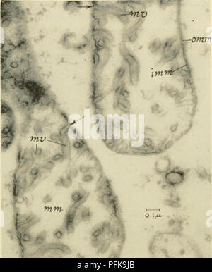 . Electron-microscopic structure of protozoa. Protozoa; Electron ...