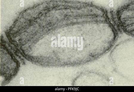 . Cytology. Cytology. Figure 4-6. Electron Micrograph of Portion of ...