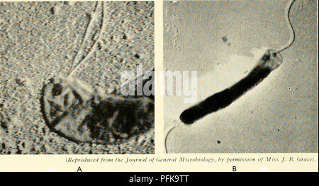 . The cytology and life-history of bacteria. Bacteria. 44 THE CYTOLOGY ...