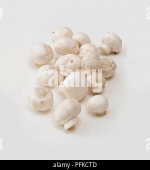 "botany, Agaricus, "Button mushroom" (Agaricus bisporus), champignon ...