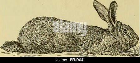 Belgian Giant rabbit, Flemish Stock Photo - Alamy