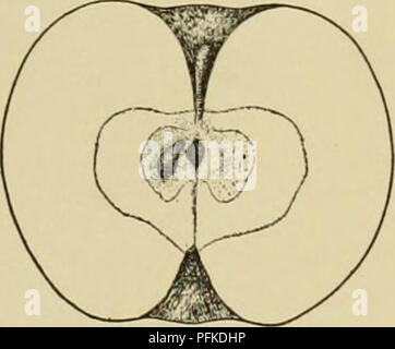 This reference work on hardy fruits focuses on varieties such as the ...