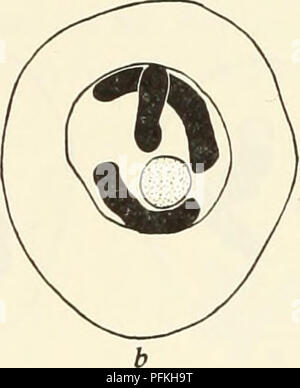 This study investigates the cytology of haploid Crepis capillaris ...