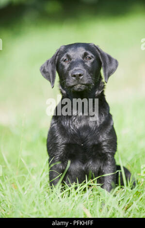 one mongrel dog on a black background. studio shot Stock Photo - Alamy