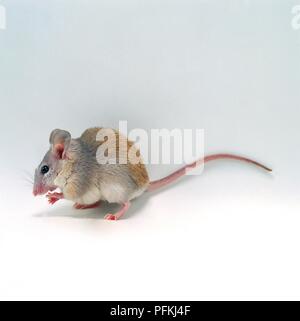 Close Up Studio A grey gerbil above ground looking around Stock Photo ...