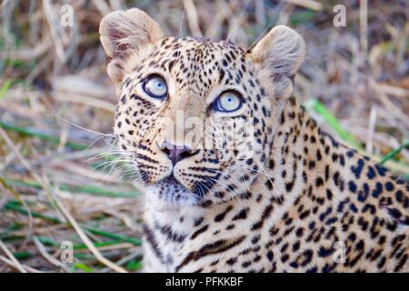 Leopard s eyes Stock Photo - Alamy