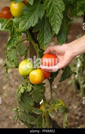 A person is holding a ripe red tomato in one hand and a yellow bell ...