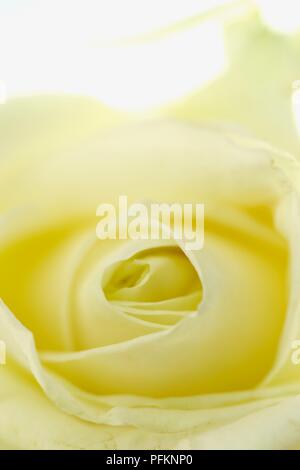 A close up of a single pale yellow and white flower of the early ...