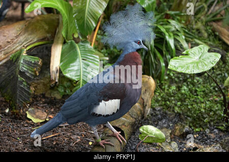 The southern crowned pigeon (Goura scheepmakeri) large, terrestrial ...