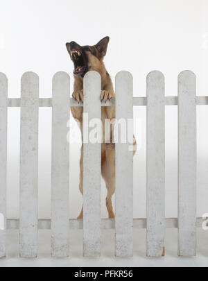 aggressive barking dog behind fence guarding garden Stock Photo - Alamy