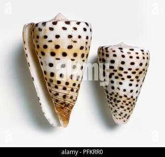Ivory Cone Shell, Conus eburneus, crawling along sand. This species is ...