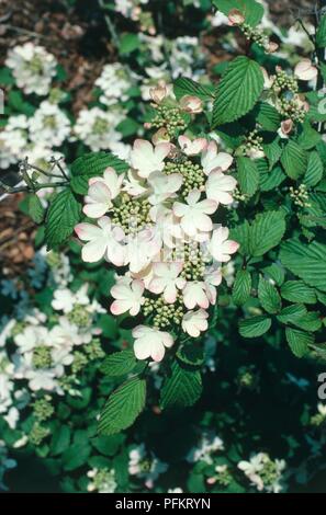 Pink and white flowers on bush Stock Photo - Alamy