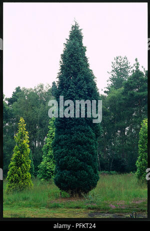 Lawson Cypress Tree Chamaecyparis lawsoniana "Kelleris Gold" Oregon ...