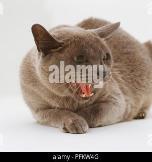 Domestic cat baring teeth Stock Photo - Alamy