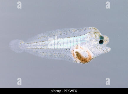 Dover sole (Solea solea) close up of skin and face, Channel Islands, UK ...