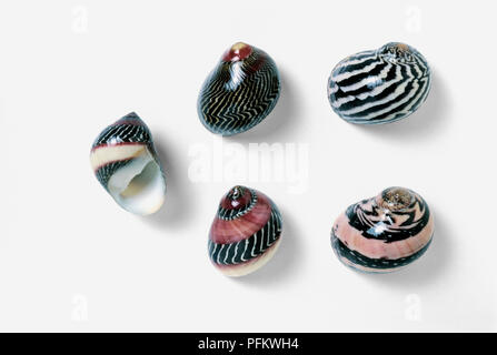 Shells of Neritina communis (zigzag nerite Stock Photo - Alamy