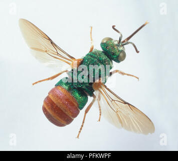 Emerald cockroach wasp (Ampulex compressa), adult female, leading ...