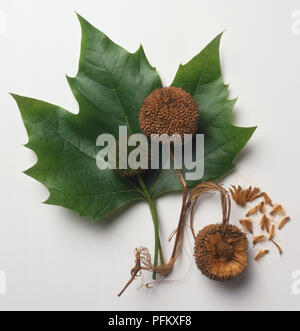 Botany - Trees - Platanaceae. Planes (Platanus). Leaves and fruits ...