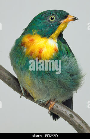 Fiery-throated fruiteater perched on a branch Stock Photo - Alamy