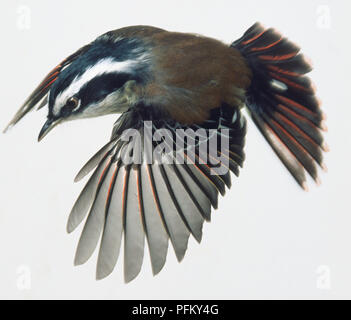 Side view of a Red-Tailed Minla in flight, showing the outstretched ...