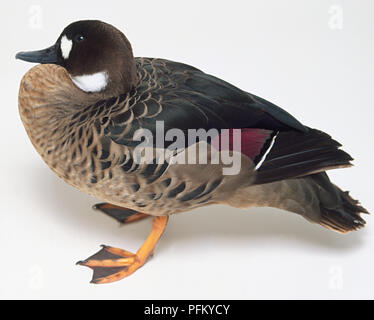 Webbed Feet of Duck Stock Photo - Alamy