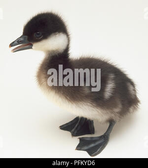 A view showing the webbed feet and the plumage on the back of a Canada ...