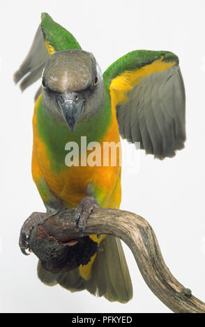 A close-up shot of a parrot on a blurred green background Stock Photo ...