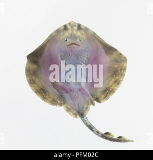 Undulate ray Raja undulata SEA LIFE Blackpool, Promenade, Blackpool ...