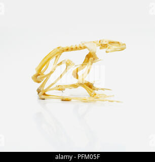 Skeleton of African bullfrog (Pyxicephalus adspersus) in profile Stock ...