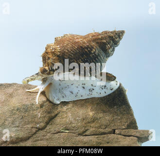 Single sea shell of marine snail isolated on white background Stock ...