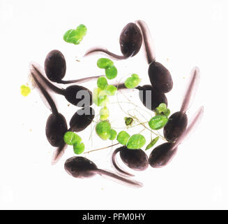 Tadpoles in the early stages of development, showing external gills ...