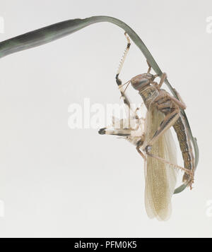 Metamorphosis of a Desert Locust Schistocerca gregaria, showing the ...