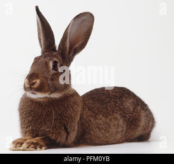 A fluffy European rabbit (Oryctolagus cuniculus) on grassy meadow on ...