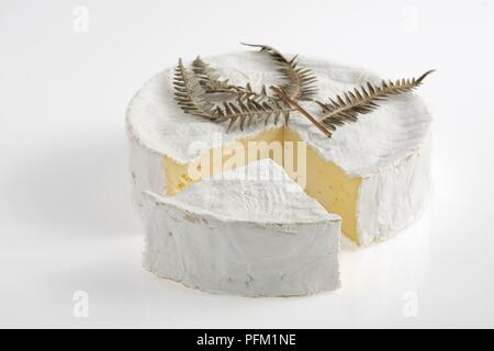 French Fougerus cow's milk cheese decorated with fern leaves Stock ...