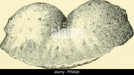 Chinese Yam or cinnamon-vine (Dioscorea polystachya) plant growing up a ...