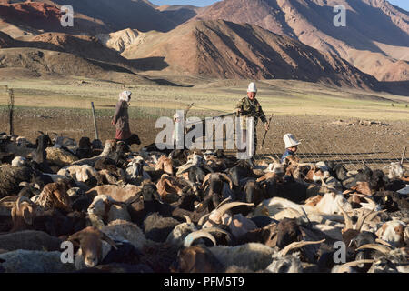 Kyrgyz nomads herding their sheep in the Pshart Valley, Tajikistan ...