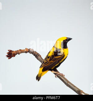 Golden Bishop bird Stock Photo - Alamy