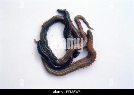 King Ragworm (Nereis virens) curled up Stock Photo - Alamy