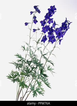 A vertical shot of blue delphinium flowers blooming at a garden Stock ...